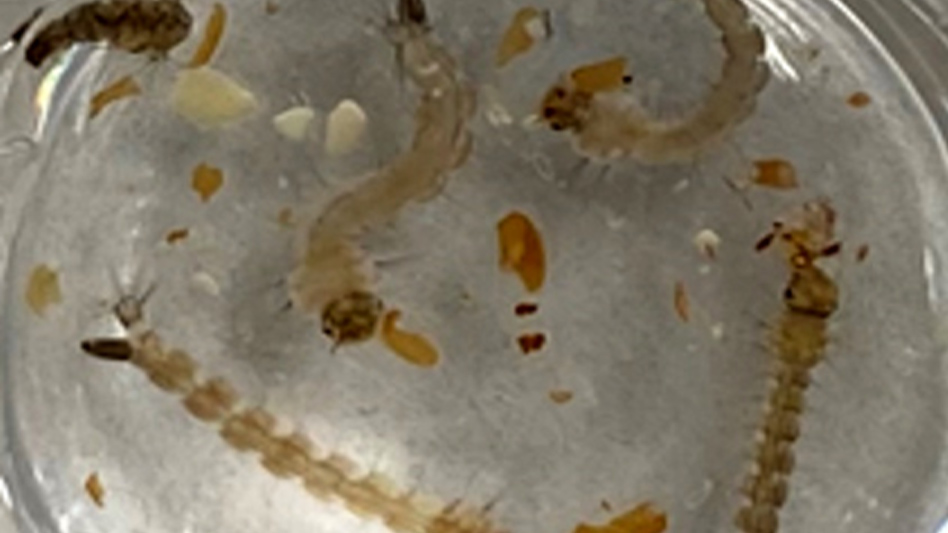 Scientists Spice Up their Mosquito Weaponry with Mustard - Pest Control ...