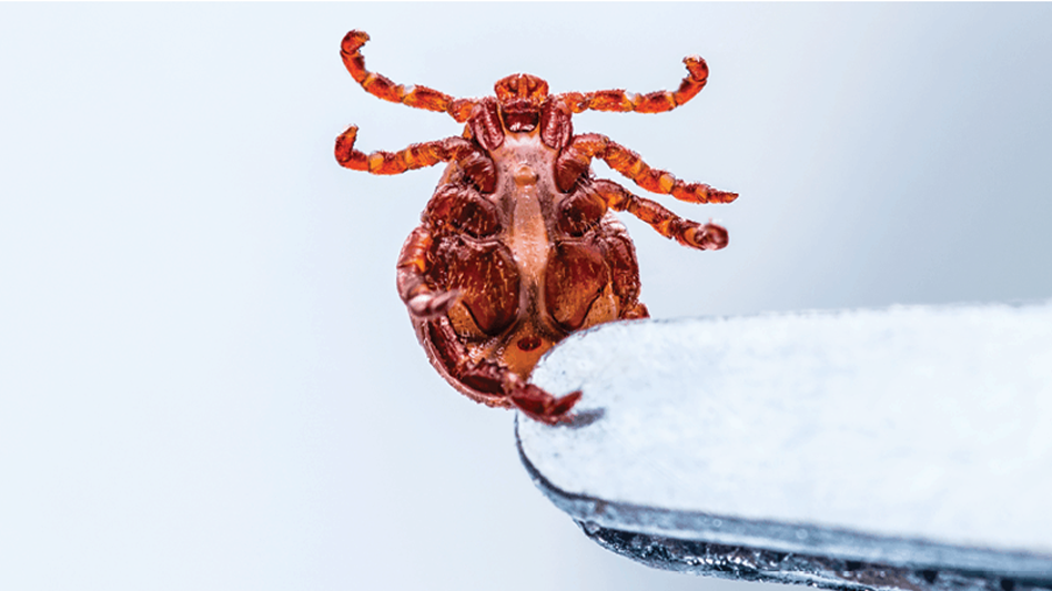 White-tailed Deer Blood Kills Bacteria that Causes Lyme Disease - Pest Control Technology