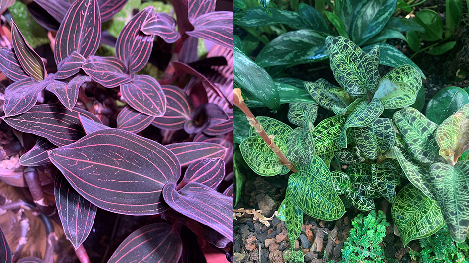 Precious jewels - Garden Center