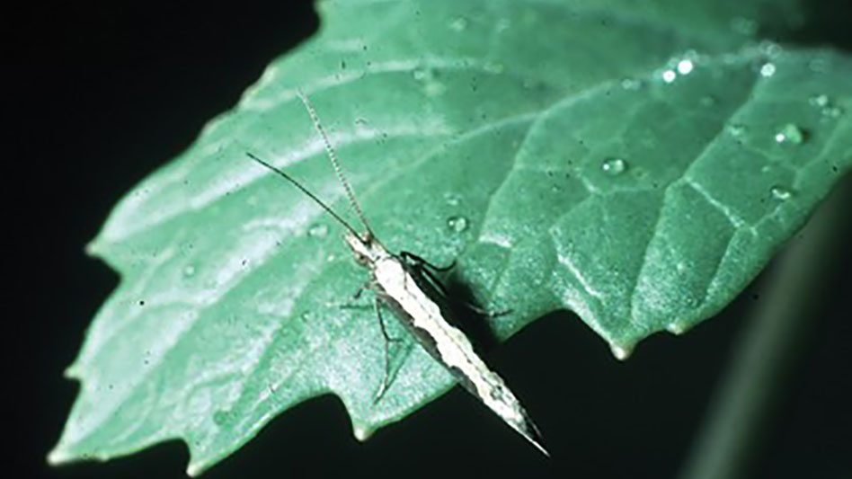 Diamondback moth, Plutella xylostella - Produce Grower