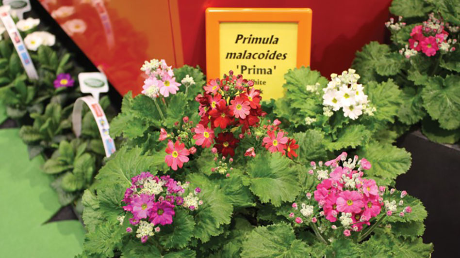 Preparing for primula - Greenhouse Management