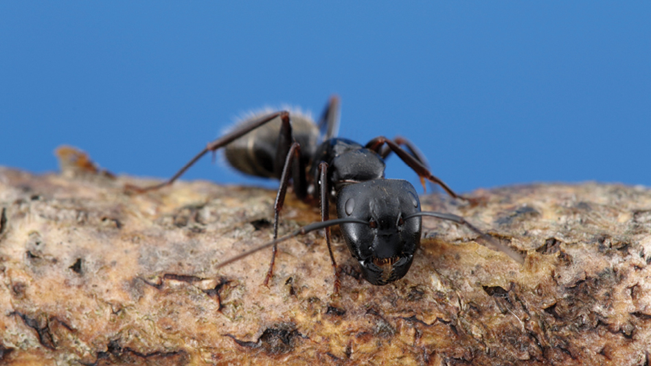 Top Ant Tips - Pest Control Technology