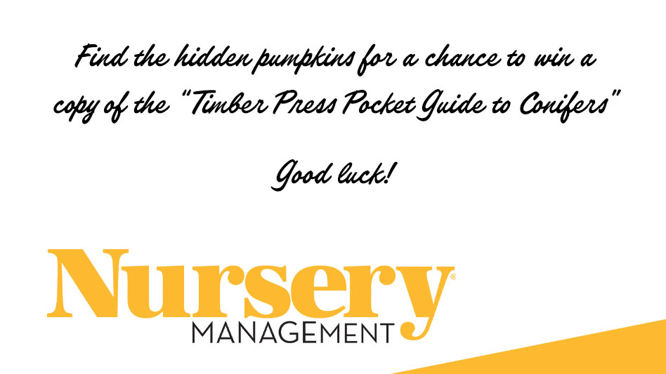 Can you find the hidden pumpkins? - Nursery Management