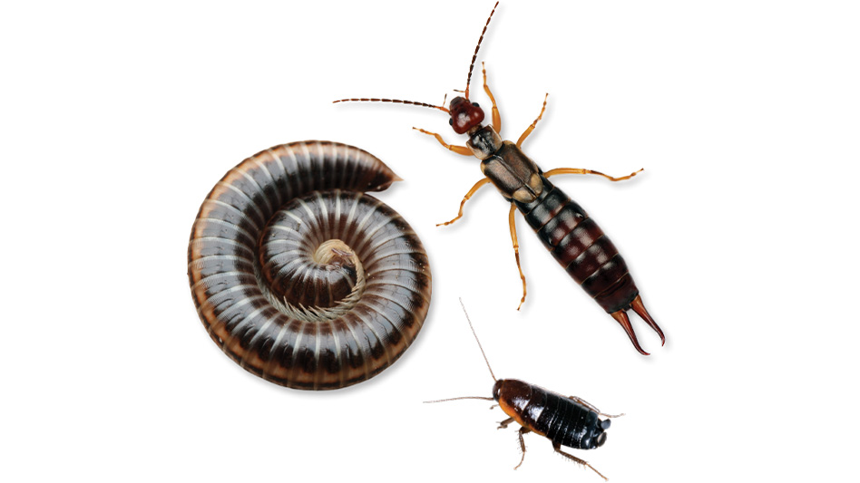 When Strange 'Bugs' Move Inside - Pest Control Technology