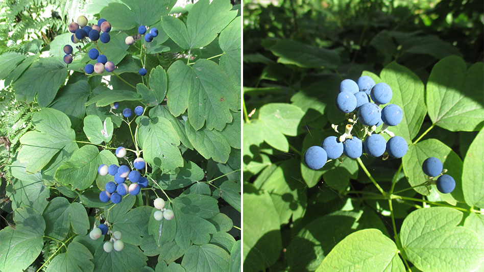 Caulophyllum thalictroides - Nursery Management