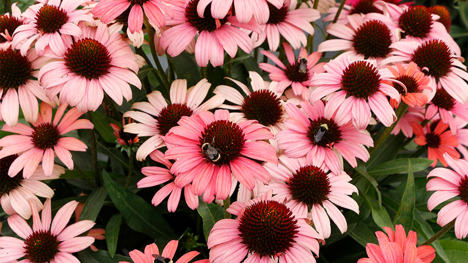 Terra Nova Nurseries’ varieties recognized at 2023 Penn State Flower ...