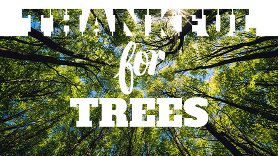 Thankful for trees - Nursery Management