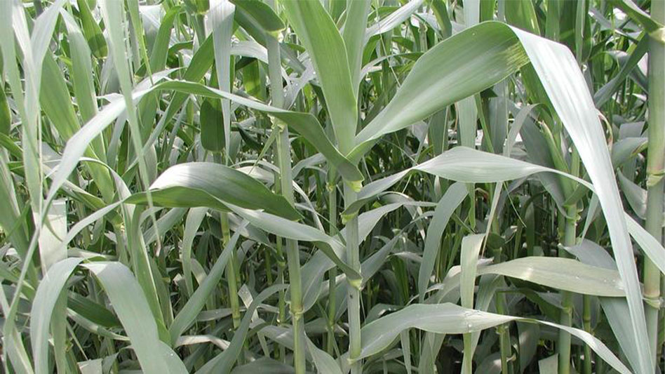 A thirsty invasive grass invades arid regions of the U.S. - Nursery ...