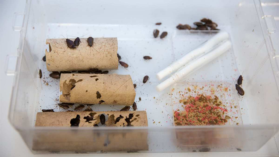 Research Shows Complex Structural, Physiological Changes in Cockroaches ...