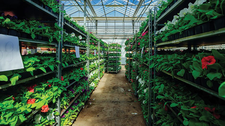 Setting the stage for cutting propagation - Greenhouse Management