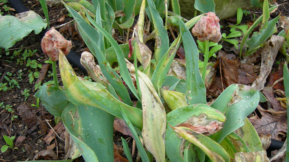 Botrytis blight - Nursery Management