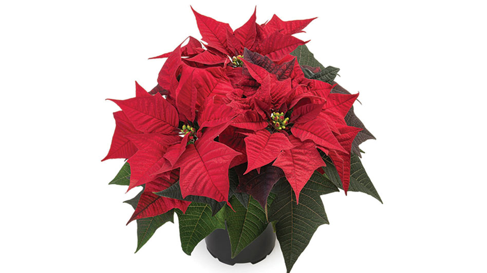 2023 poinsettia trial results - Greenhouse Management