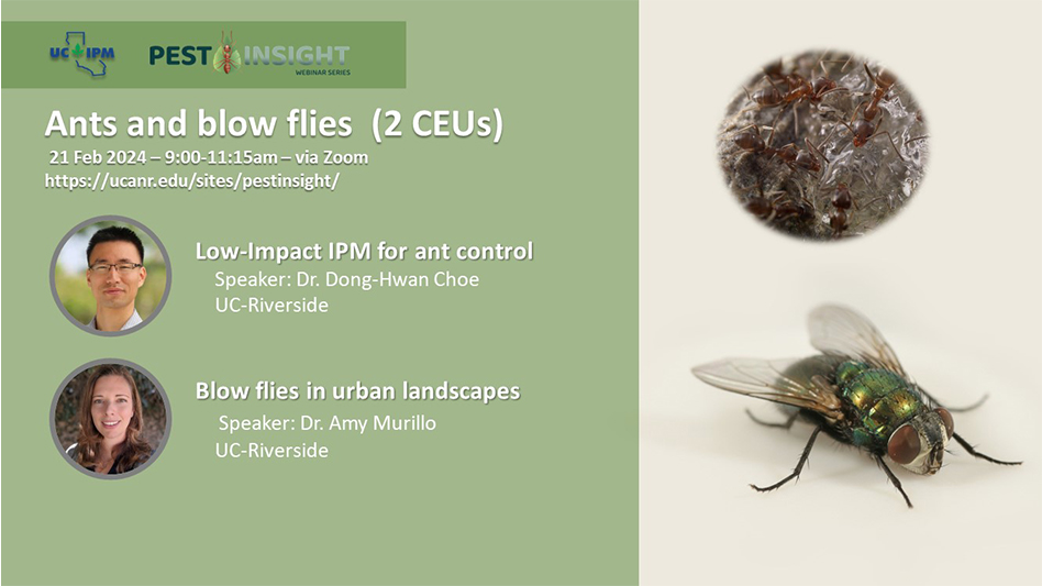 Upcoming Webinars from UC IPM to Cover Ants and Blow Flies - Pest ...