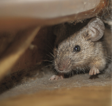 Inspecting Apartment Buildings for Mice - Pest Control Technology