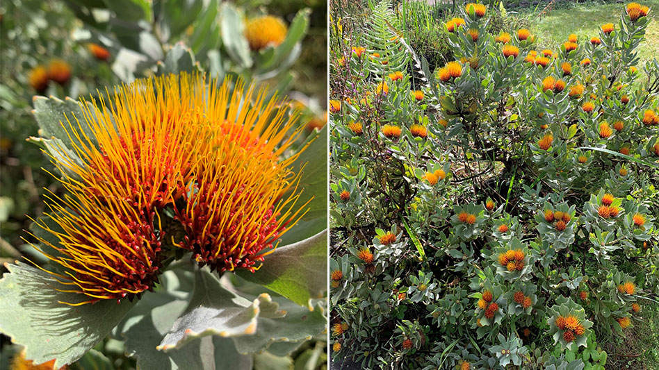Leucospermum oleifolium - Nursery Management
