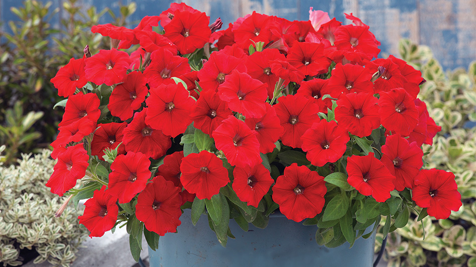 2024 California Spring Trials preview: American Takii - Garden Center