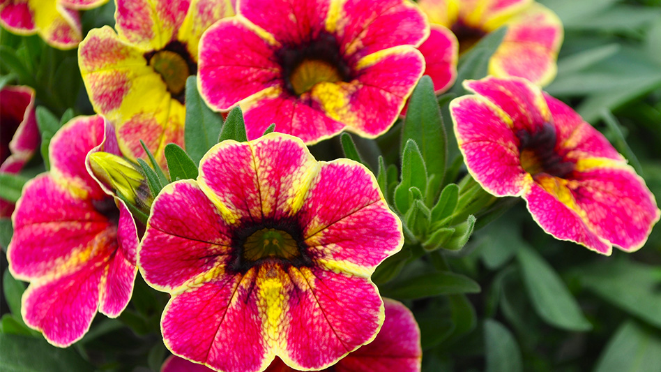 2024 California Spring Trials preview: Green Fuse Botanicals - Garden ...