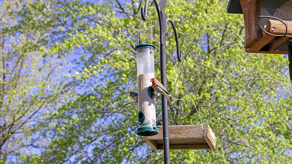 For the Birds - Garden Center