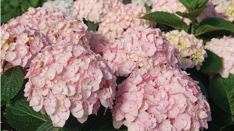 Spring Meadow - Nursery Management