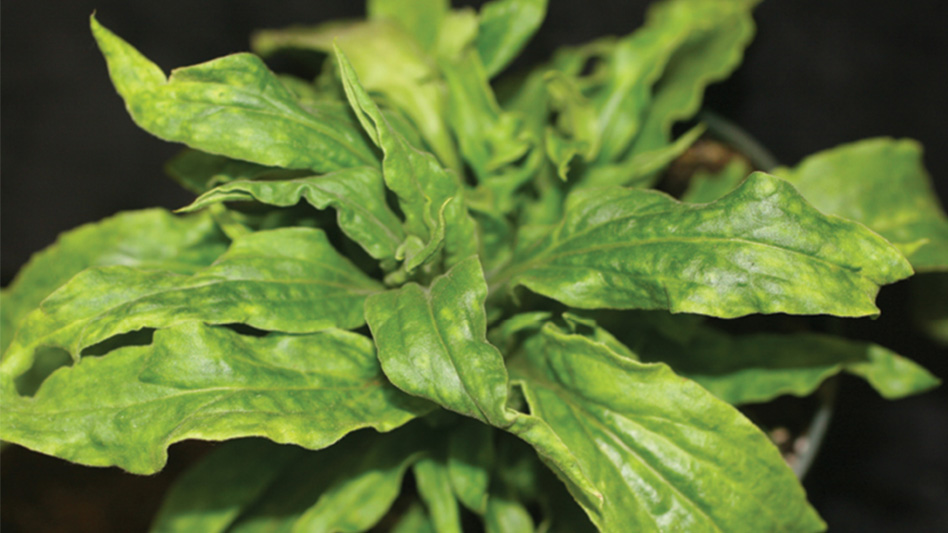 Vexing viruses - Greenhouse Management