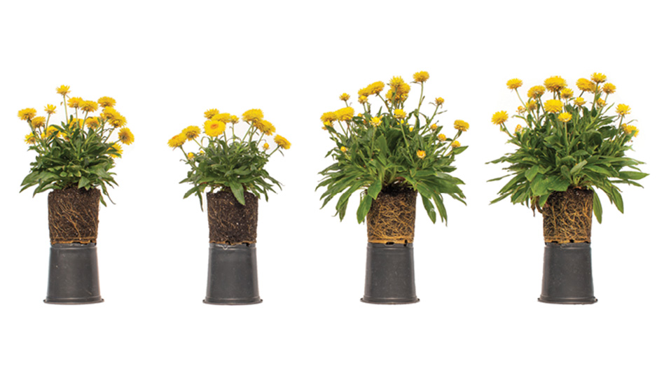 The science of symbiosis - Greenhouse Management