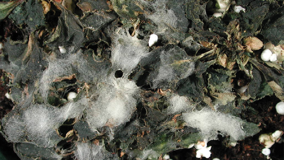 Greenhouse Game-Changer: Innovative Approach to Water Mold Control ...