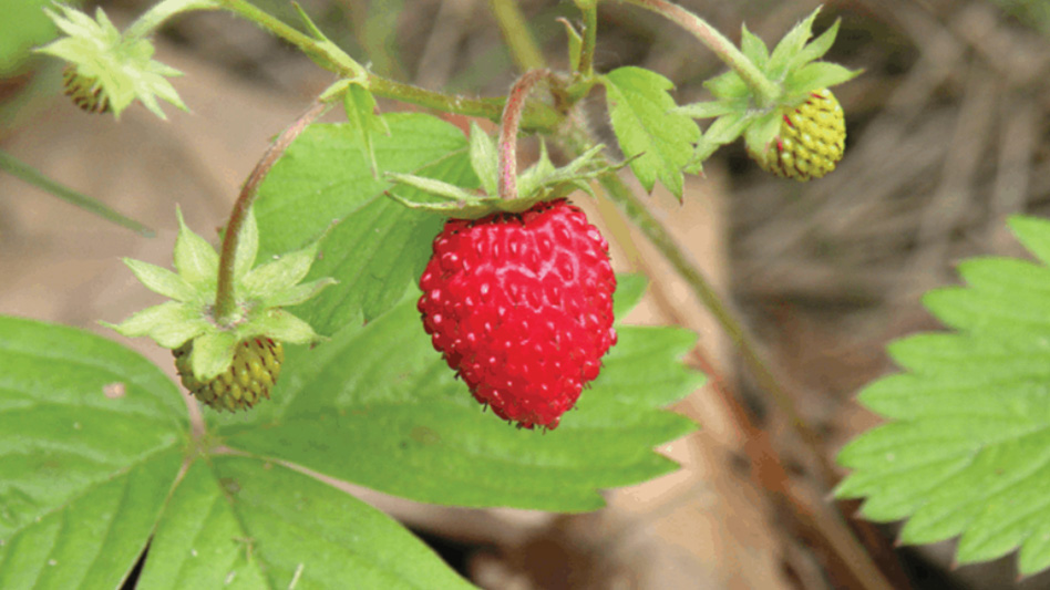 Savvy Strawberries - Produce Grower