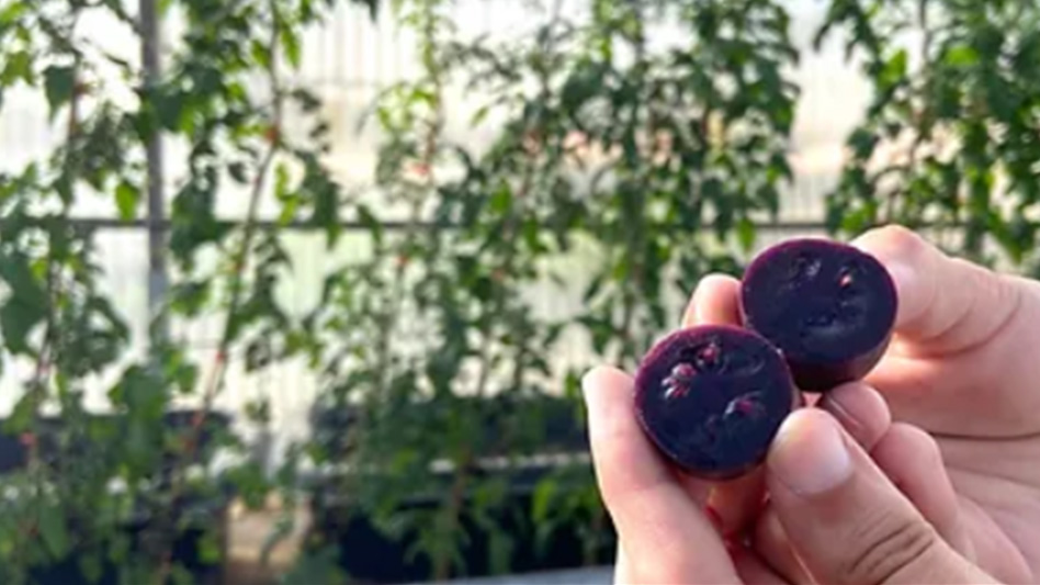 Pleasantly purple - Produce Grower