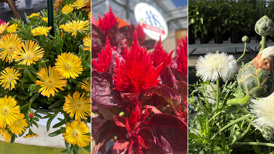 California Spring Trials day two recap - Nursery Management