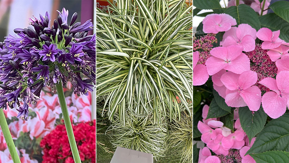 California Spring Trials day three recap - Nursery Management
