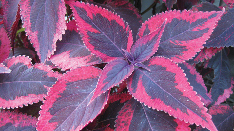 The coleus craze continues - Produce Grower