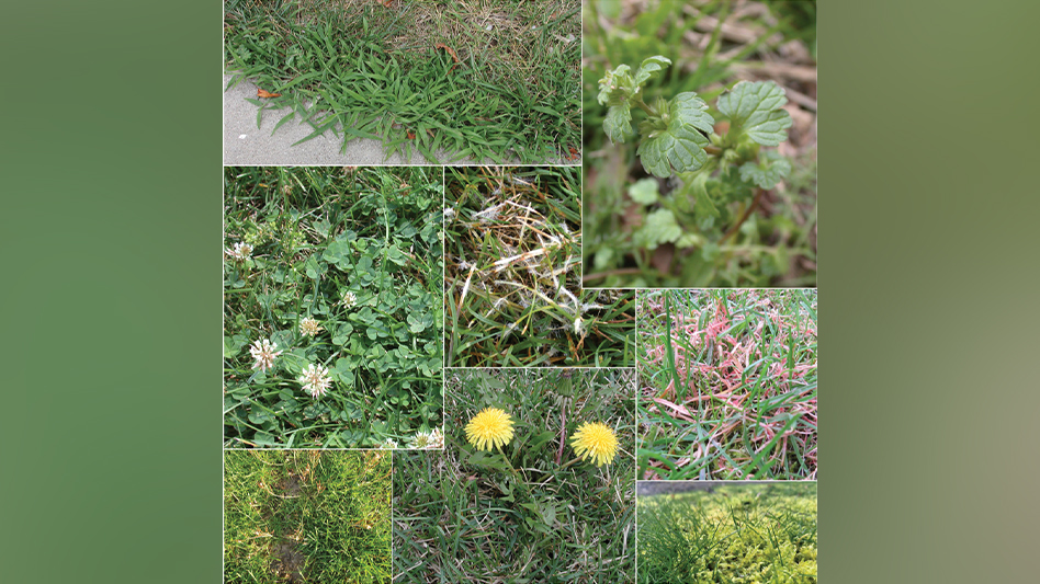 What's springing up? - Lawn & Landscape