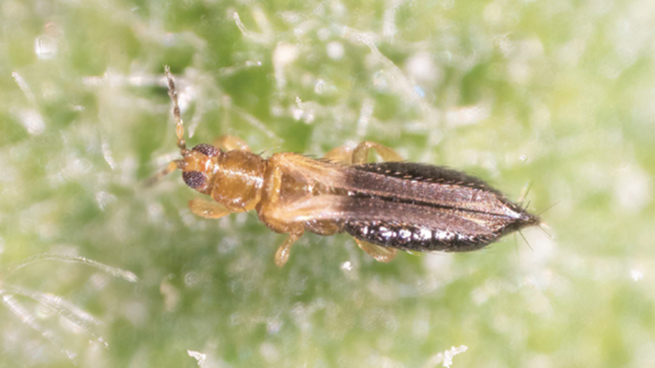 Pest alert - Produce Grower