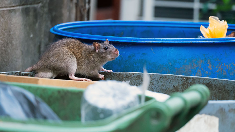 New York reports reduced rat sightings, credits citywide ...