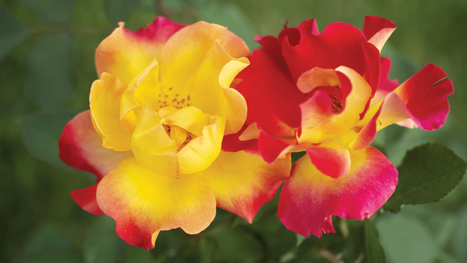 Rock Star Roses - Nursery Management