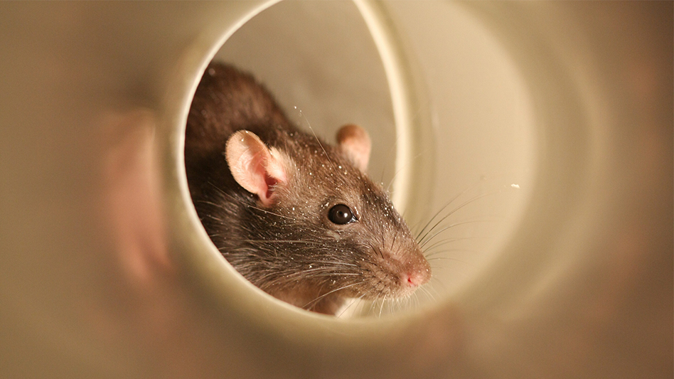 The Role IPM Plays in a Rodent Control Program - Pest Control Technology