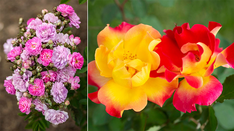 Star Roses and Plants wins awards from The American Rose Trials for ...