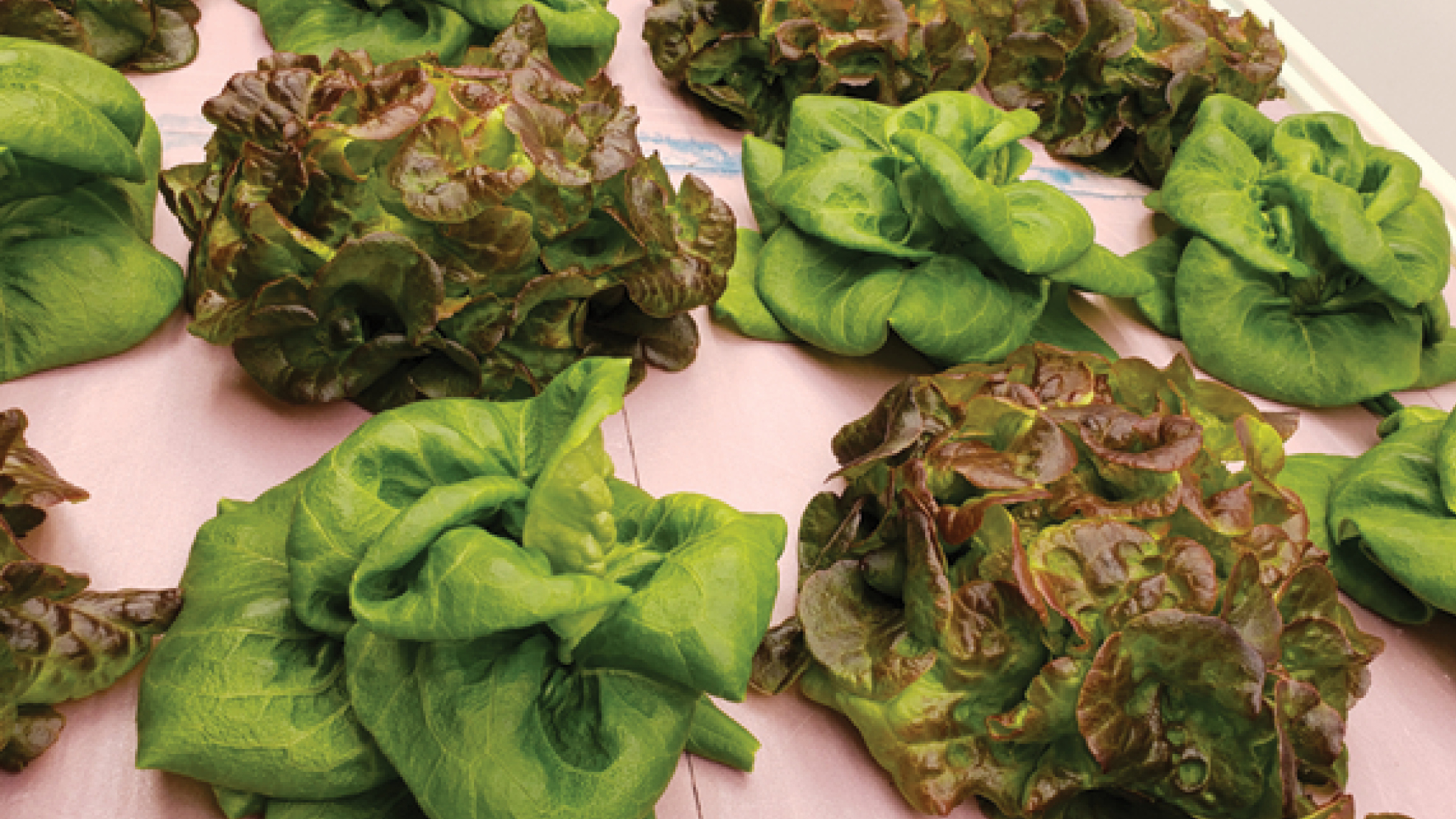 The economic model unveiled - Produce Grower