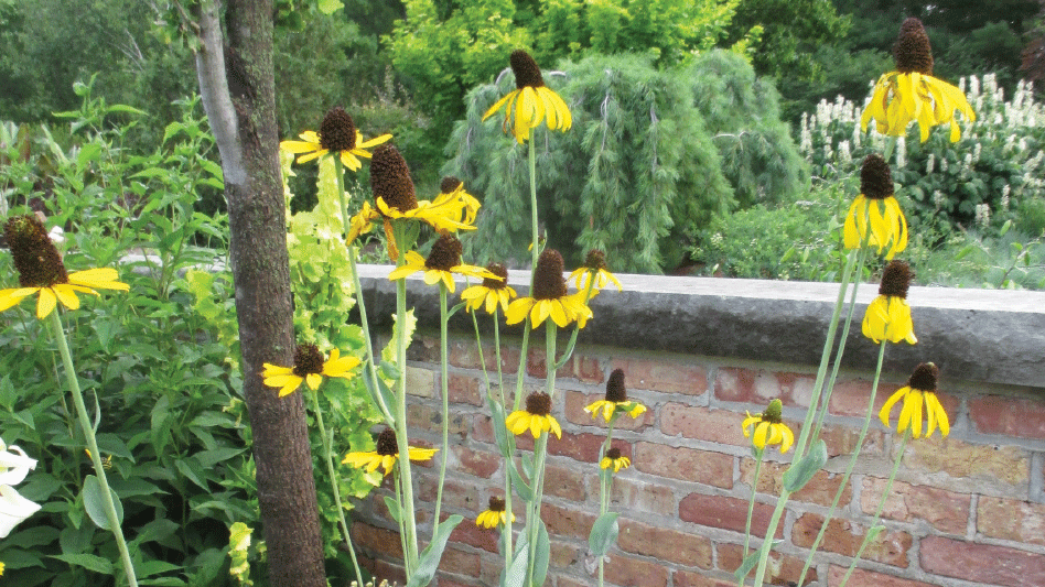 Rudbeckia maxima - Nursery Management