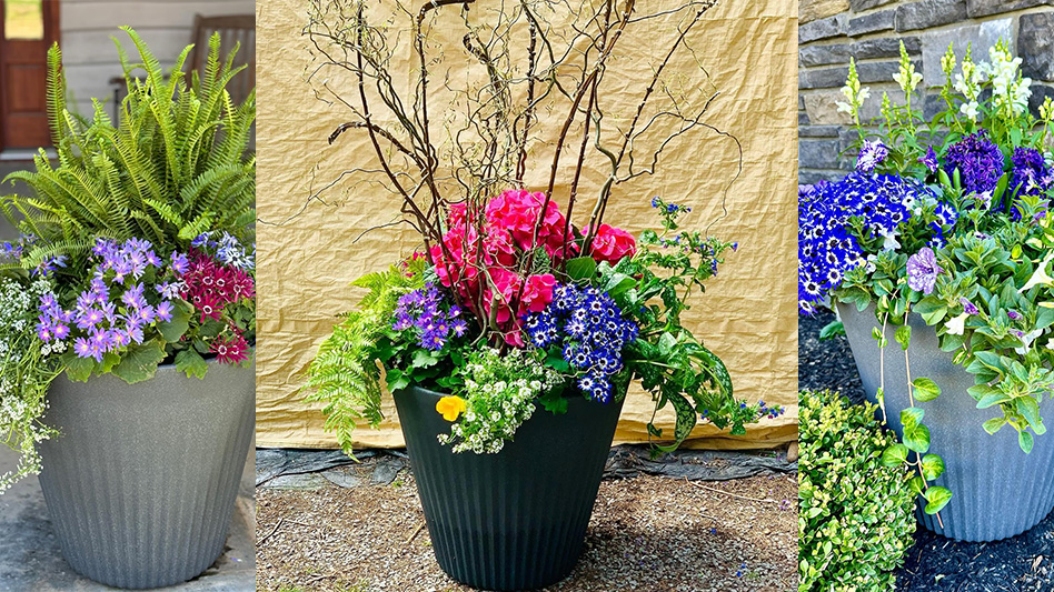 Flower face-off: Winner of Crescent Garden and Suntory Flowers' Spring ...