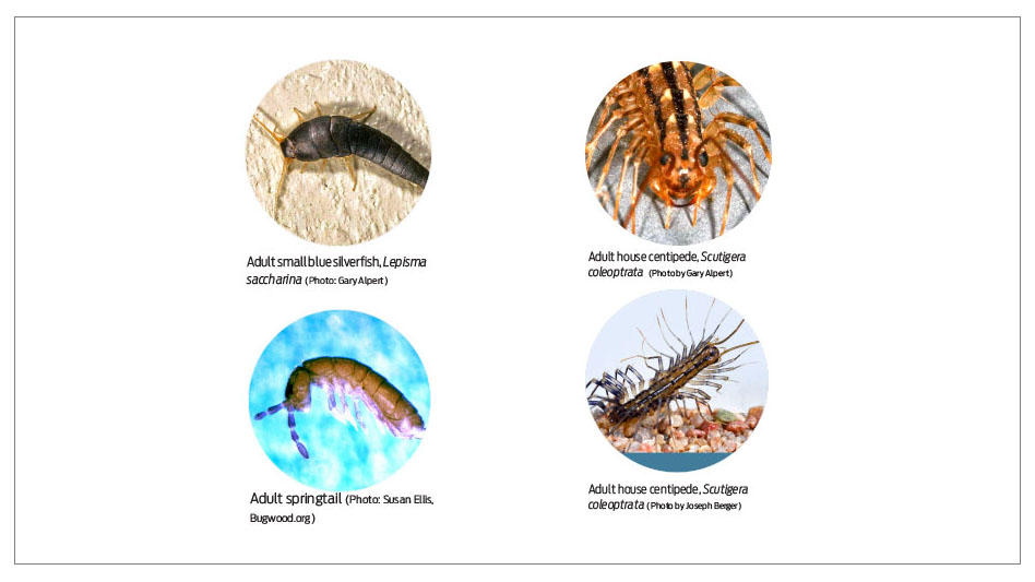 Centipedes, Silverfish and Springtails - Pest Control Technology