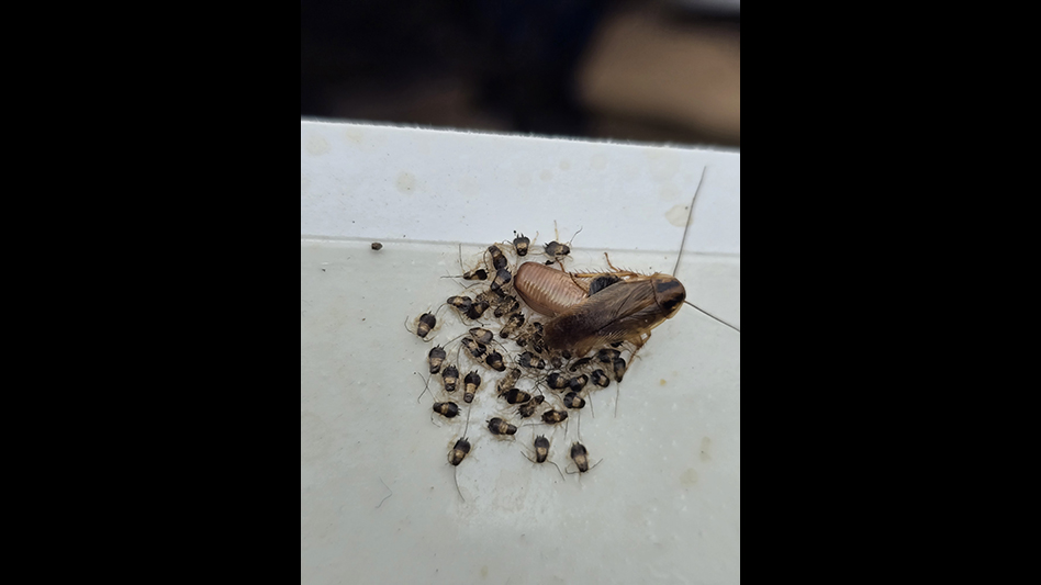 Glueboard Proved Instrumental in Cockroach Case - Pest Control Technology