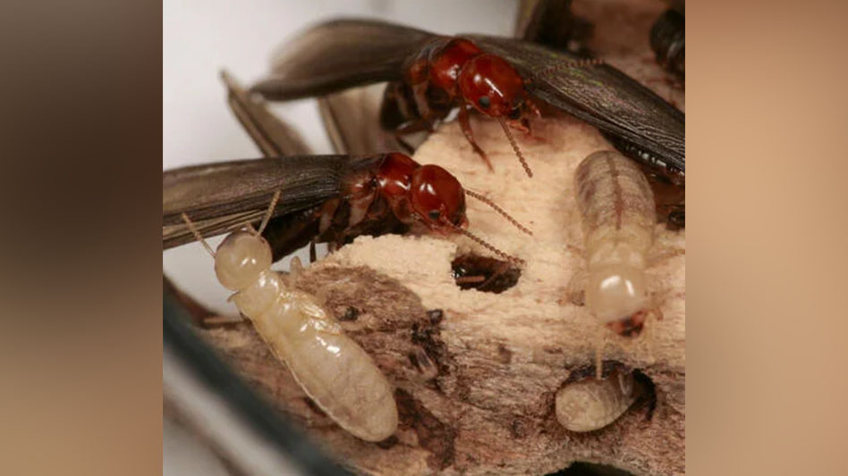 UCR Reports Success Using Pinene to Attract Termites - Pest Control ...