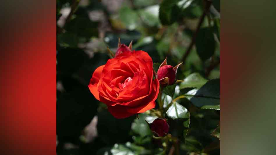 SiteOne releases new roses, other plants - Lawn & Landscape