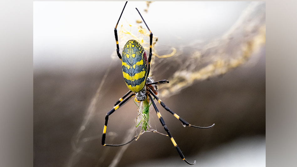 Joro Spiders on the Move - Pest Control Technology