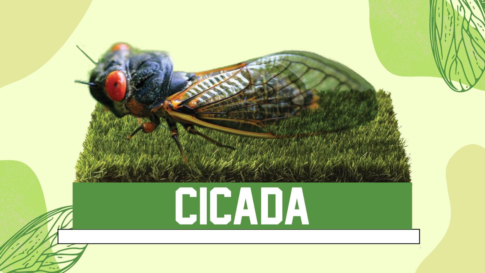 Cicada Bobblehead Unveiled - Pest Control Technology