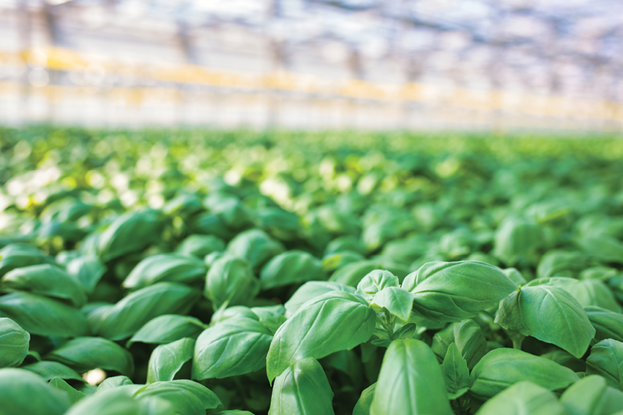 Syngenta solutions - Nursery Management