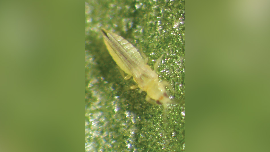 Chilli thrips (Scirtothrips dorsalis) - Greenhouse Management