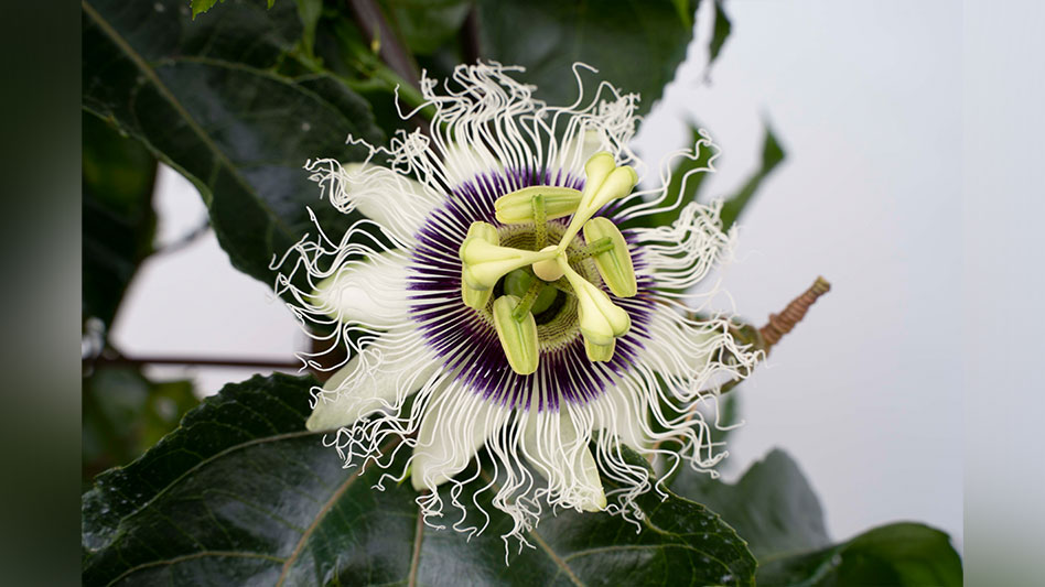 Star Roses and Plants to showcase new varieties at Cultivate ‘24 ...