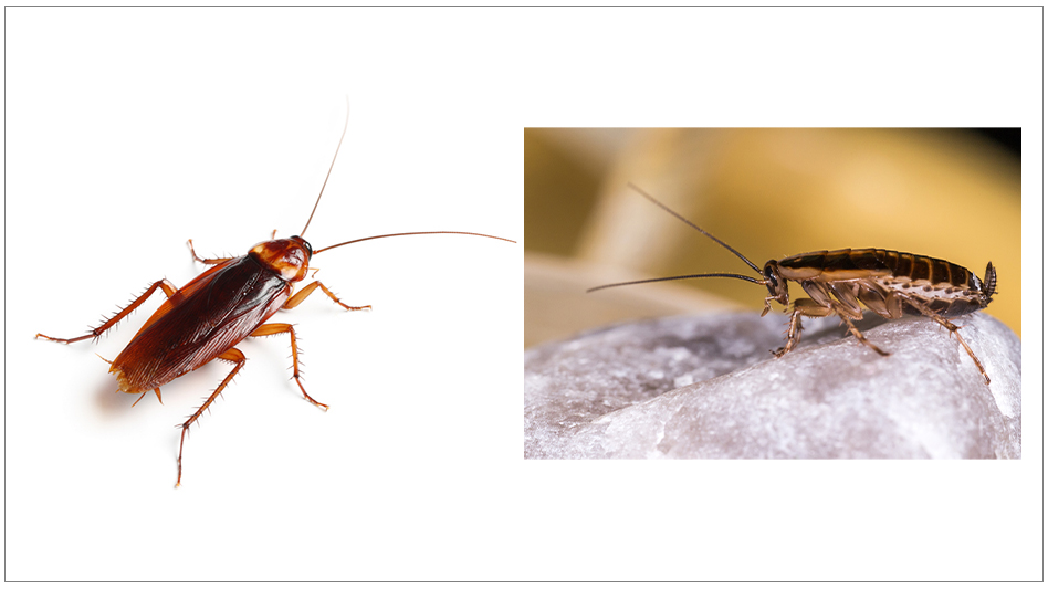 Know Your Enemy: German vs. American Cockroach Control - Pest Control ...